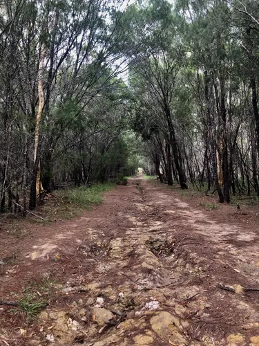Best Hikes and Trails in Scribbly Gums Conservation Area | AllTrails