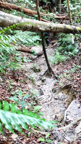 Best Hikes and Trails in Hutan Simpanan Bukit Bauk | AllTrails