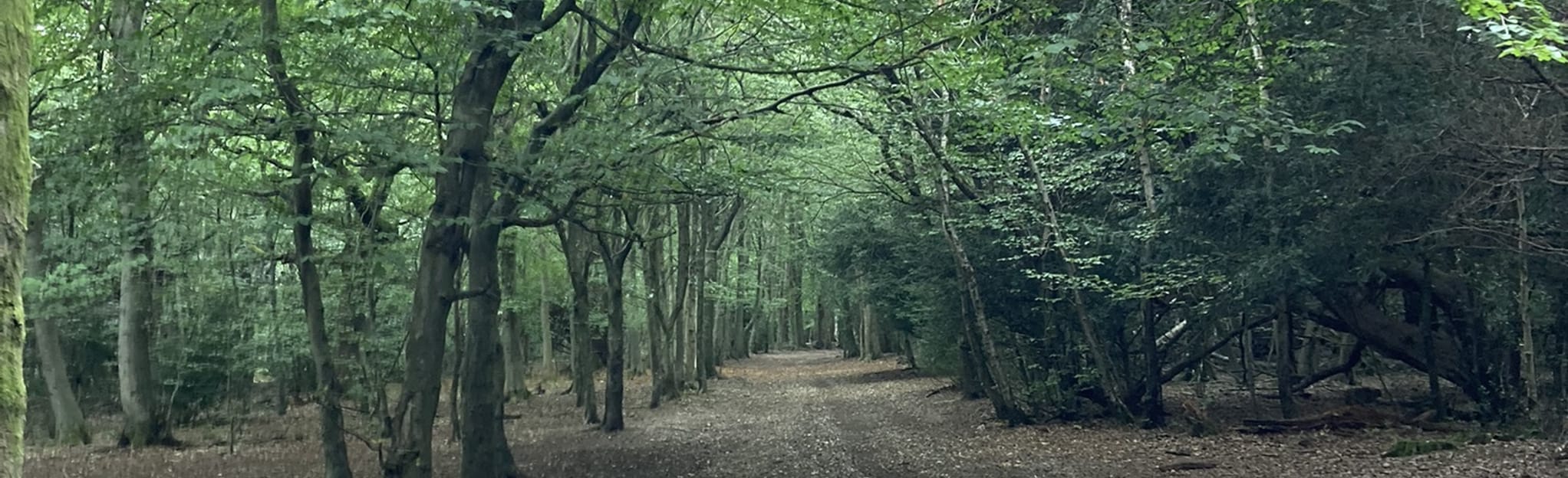 Box Hill and Lodge Hill Circular Walk, Surrey, England - 92 Reviews ...