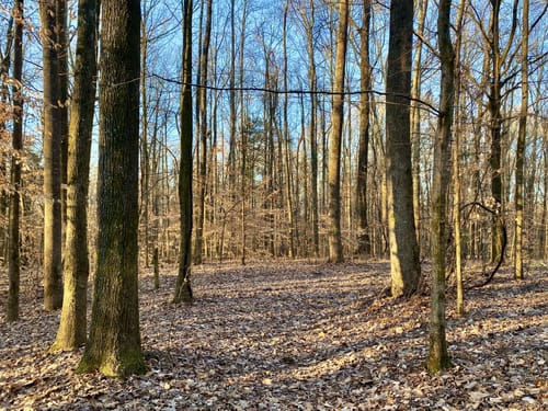 2023 Best Wild Flowers Trails in Meeman-Shelby Forest State Park ...