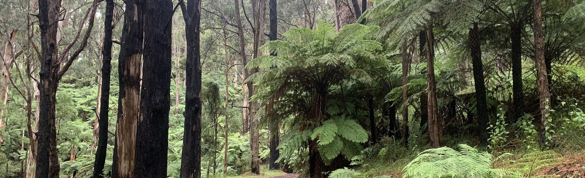 Ferny Creek Hall to One Tree Hill via Helen Track: 11 Reviews, Map ...