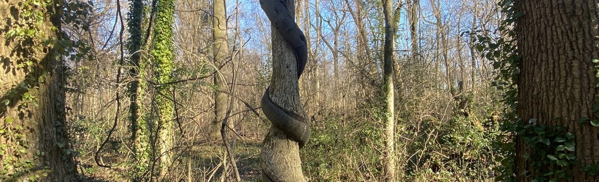 Overton Park North and South Loop, Tennessee - 164 Reviews, Map | AllTrails