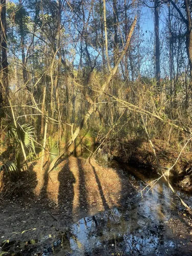 Best 10 Hiking Trails in Bulls Bay Preserve | AllTrails