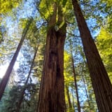 Miner's Ridge Trail, Clintonia Trail, and Gold Bluffs Beach Loop ...