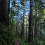 Miner's Ridge Trail, Clintonia Trail, and Gold Bluffs Beach Loop ...