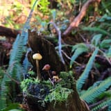 Miner's Ridge Trail, Clintonia Trail, and Gold Bluffs Beach Loop ...