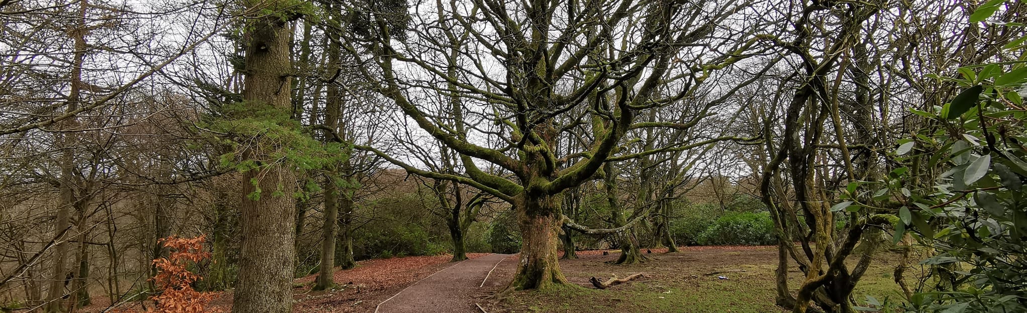 Calderglen Country Park and the Tor Trail: 24 Reviews, Map - South ...