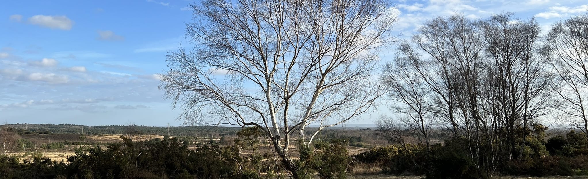 Chobham Common Circular, Surrey, England - 12 Reviews, Map | AllTrails