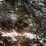 Majik Forest Walking Trail, Western Cape, South Africa - 173 Reviews ...
