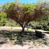 Majik Forest Walking Trail, Western Cape, South Africa - 173 Reviews ...