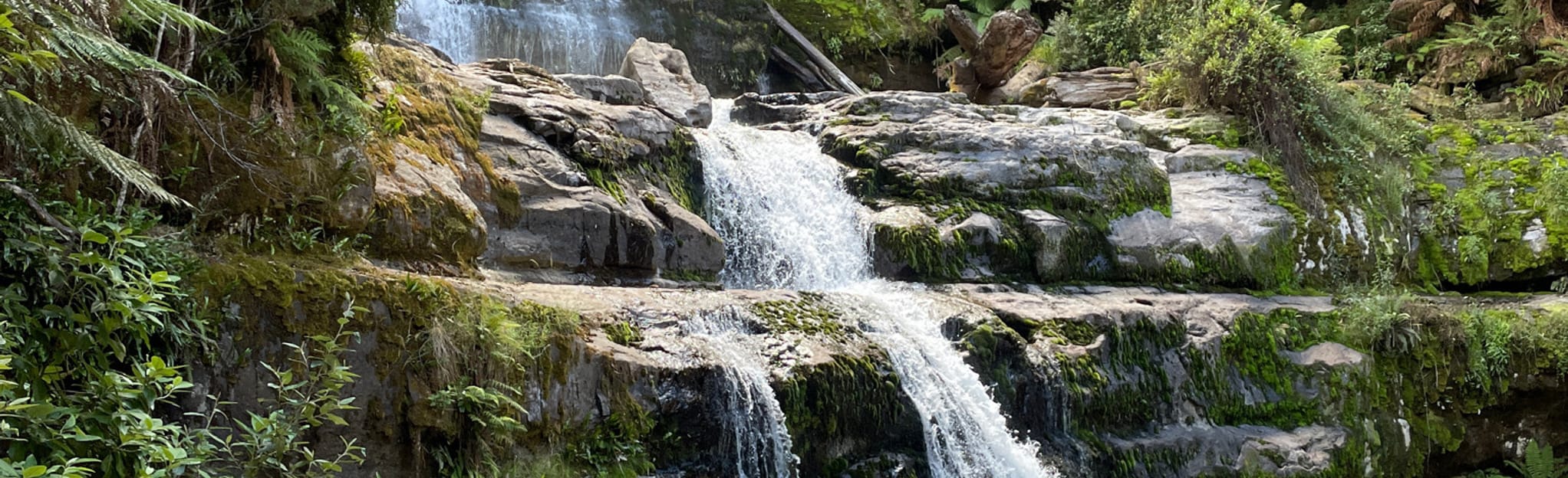 Liffey Falls Upper Track, Tasmania, Australia - 71 Reviews, Map | AllTrails