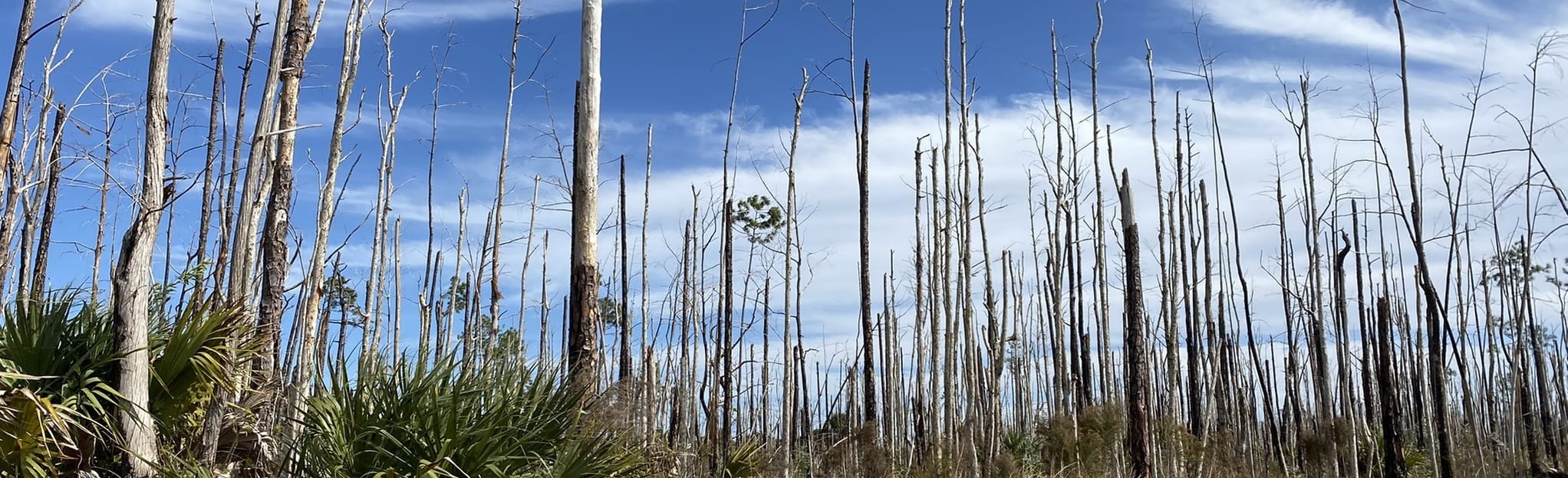 Picayune Strand Forest Purple Loop: 20 Reviews, Map - Florida | AllTrails