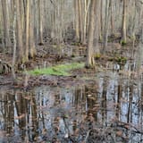 Joyce WMA Swamp Walk Nature Trail, Louisiana - 57 Reviews, Map | AllTrails