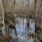 Joyce WMA Swamp Walk Nature Trail, Louisiana - 57 Reviews, Map | AllTrails