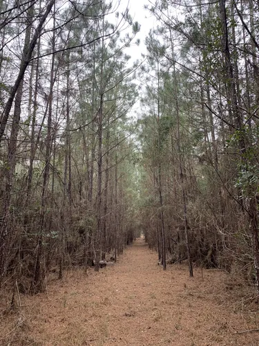 Best Hikes and Trails in Sabine National Forest | AllTrails