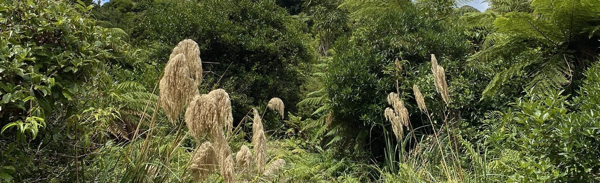 Hurunui Hut from State Highway 29: 11 Reviews, Map - Waikato, New ...