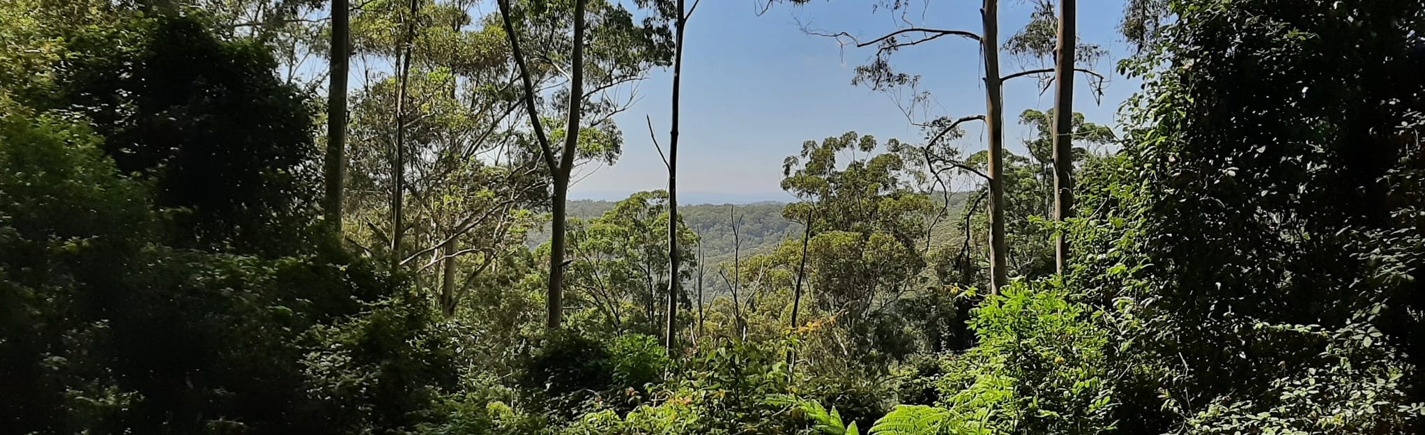 Abbotts Falls Loop, New South Wales, Australia - 134 Reviews, Map ...