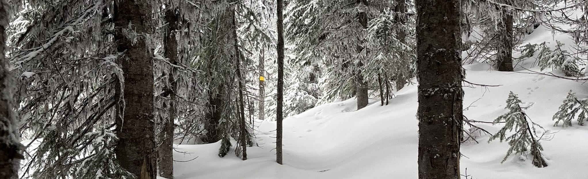Cathedral Snowshoe Loop, British Columbia, Canada - 39 Reviews, Map ...