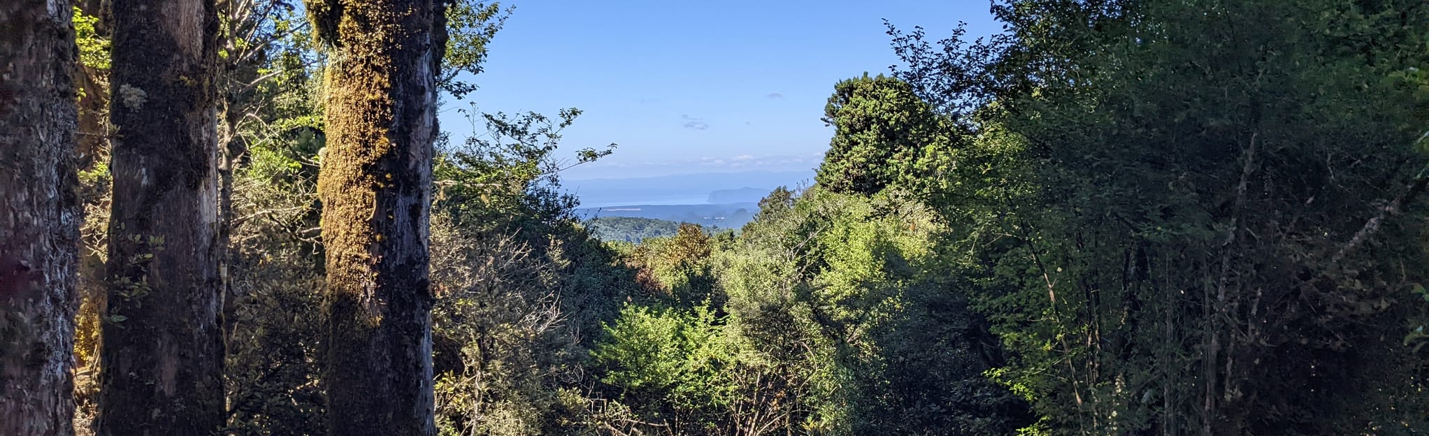 Timber Trail: Pureora to Piropiro, Waikato, New Zealand - 34 Reviews ...