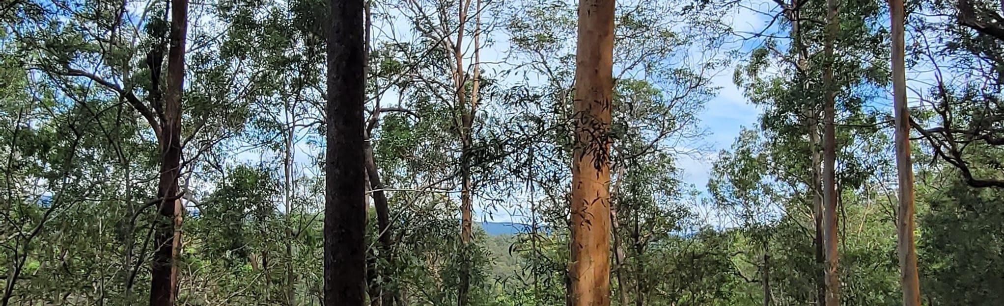 Grey Gum Picnic Area Circuit via Highwood Road Trail and Jacksonia ...