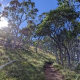 Mount Timbertop: 122 foto - Vittoria, Australia | AllTrails