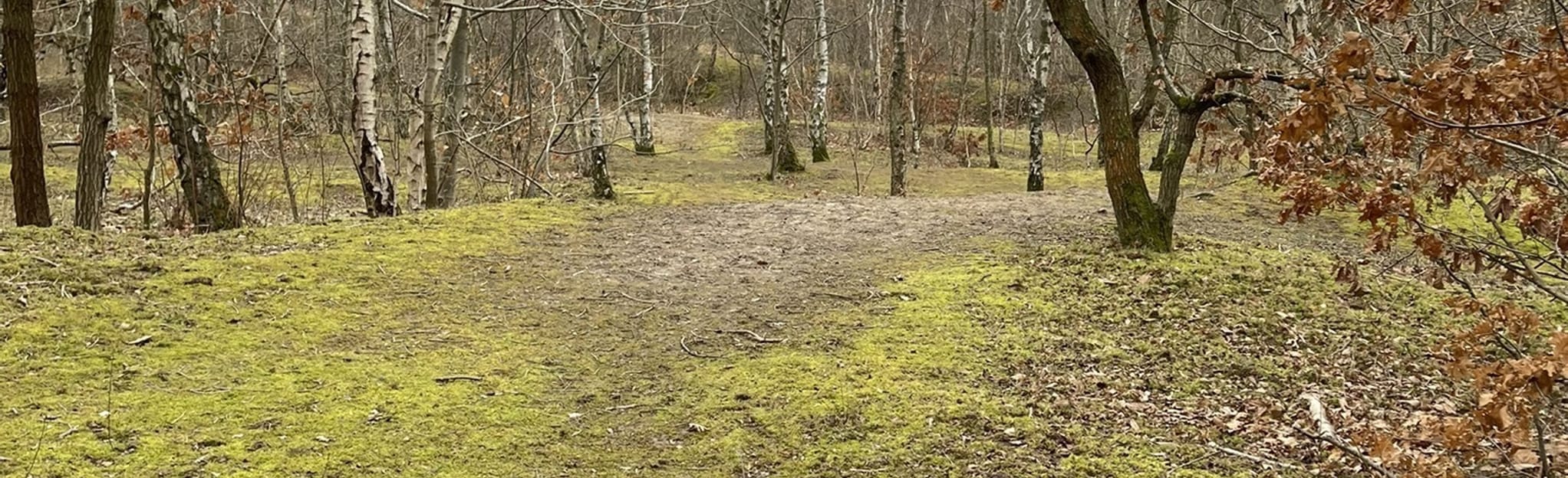 Beacon Wood Country Park | Map, Guide - Kent, England | AllTrails