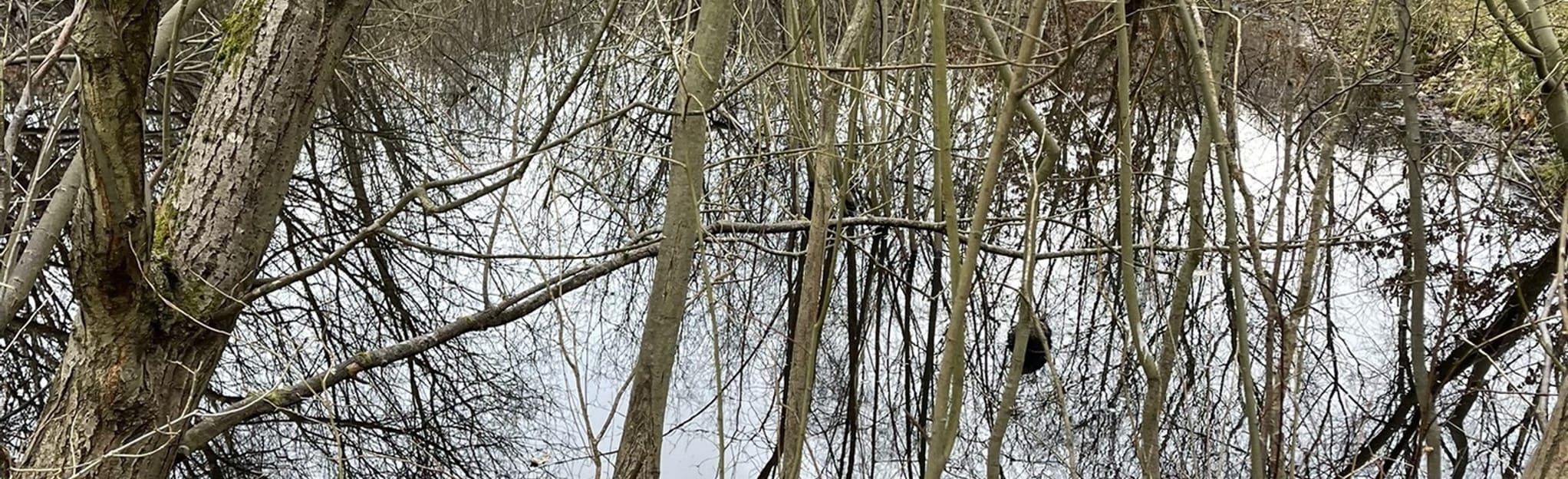 Beacon Wood Country Park: 10 Reviews, Map - Kent, England | AllTrails