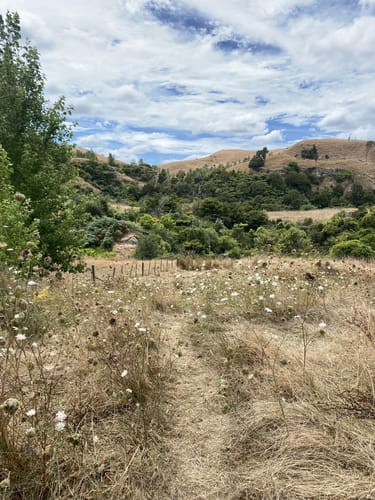 2023 Best Forest Trails in Tuakau | AllTrails