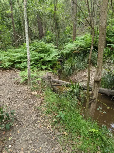 10 Best Hikes and Trails in Toohey Forest Park | AllTrails