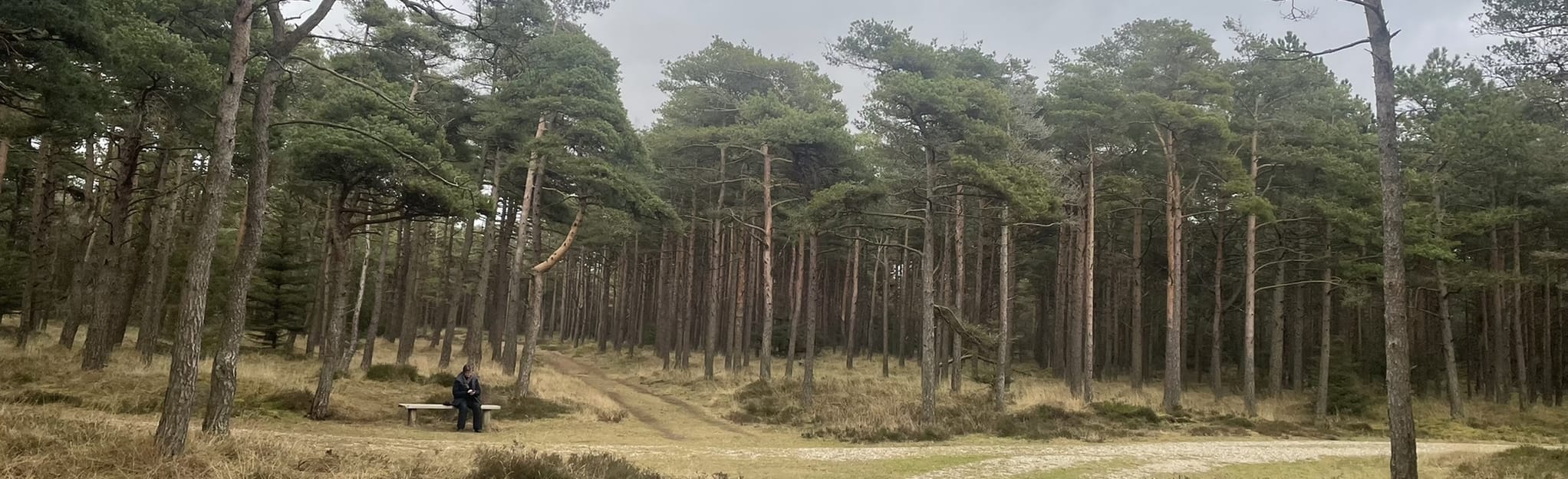 Ho Klitplantage - Jens Jessens Sande - Region of Southern Denmark ...