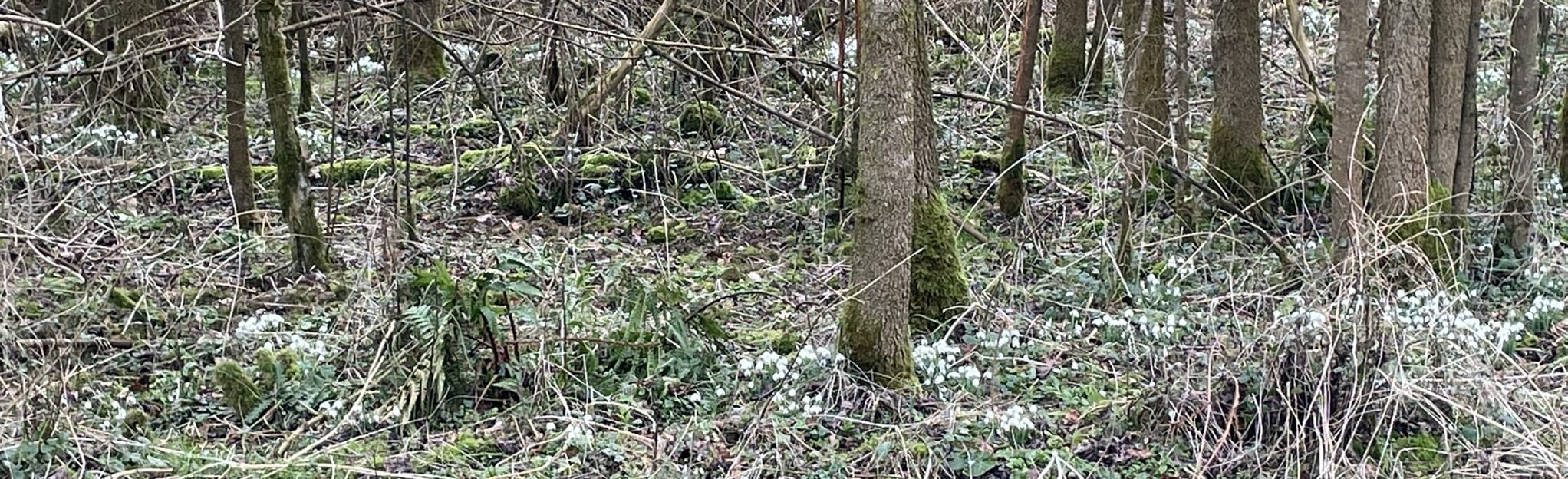 Peasemore and Leckhampstead Circular: 8 Reviews, Map - Berkshire ...