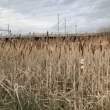 Rainham Marshes Circular, Essex, England - 7 Reviews, Map | AllTrails