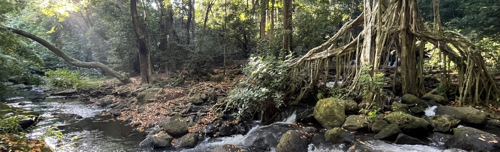 Judd Trail, Oahu, Hawaii - 2,347 Reviews, Map | AllTrails