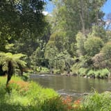 Warburton River Walk, Victoria, Australia - 188 Reviews, Map | AllTrails