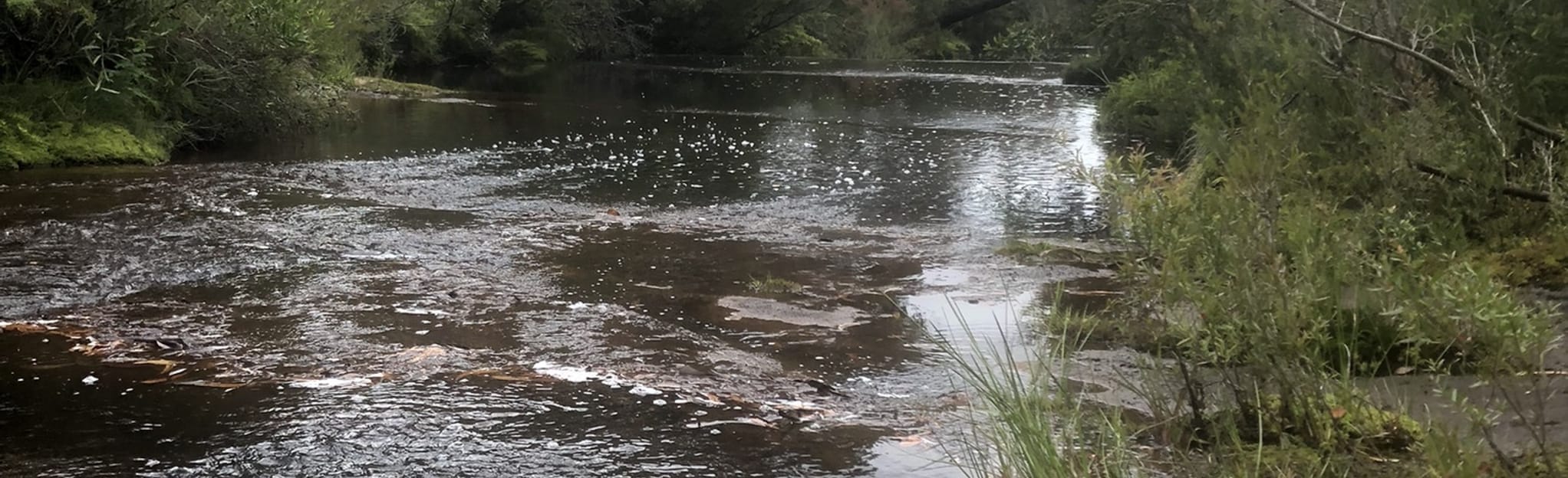 10 Management Trail and Iluka Creek Track: 5 Reviews, Map - New South ...