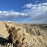 Hidden Horseshoe and Pushwalla Palms Trail, California - 242 Reviews ...