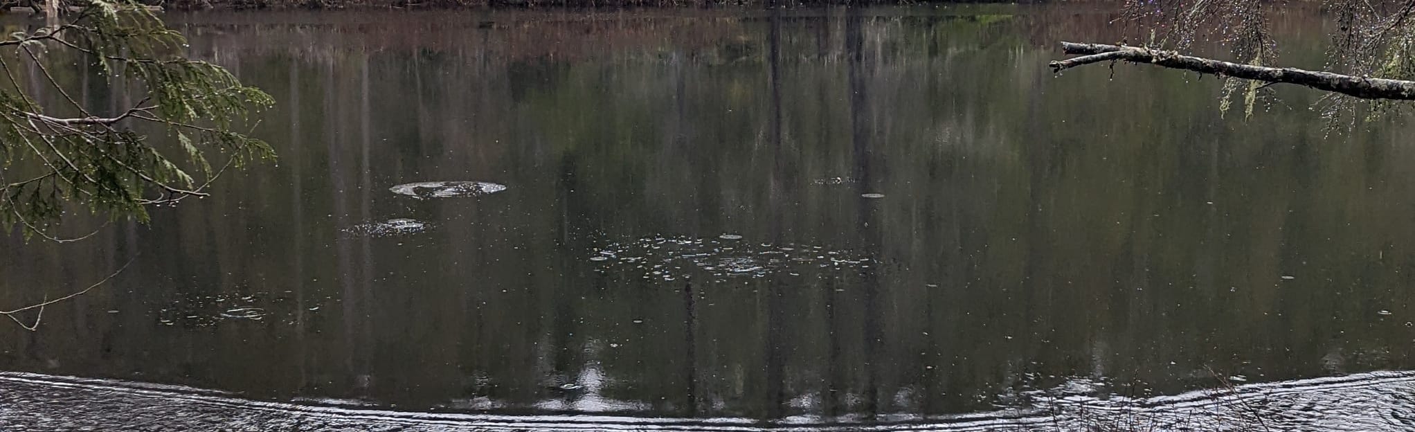 Mud Lake Loop - British Columbia, Canada | AllTrails