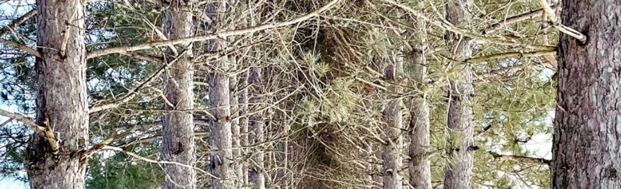 Atlantic Tree Nursery Snake Loop, New Brunswick, Canada - 4 Reviews ...