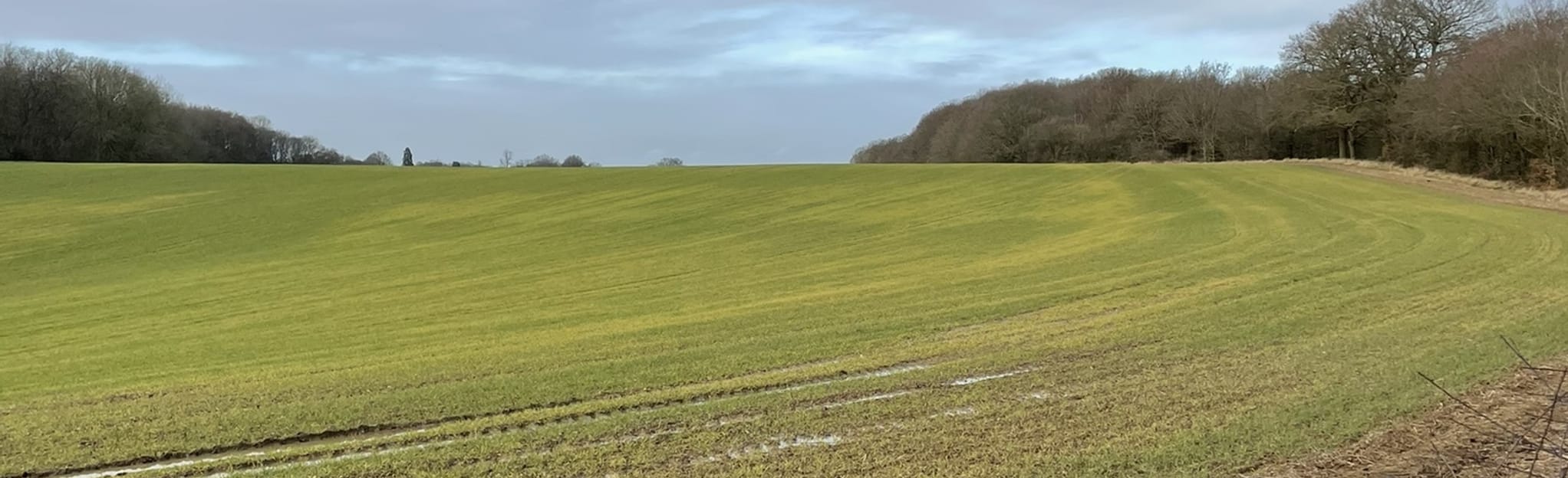 Norsey Wood and Outwood Farm Circular, Essex, England - 17 Reviews, Map ...