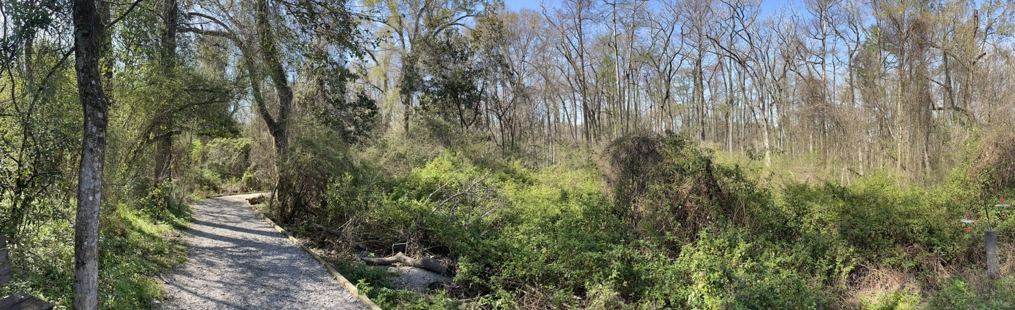 Bluebonnet Swamp Trail : 72 Reviews, Map - Louisiana | AllTrails