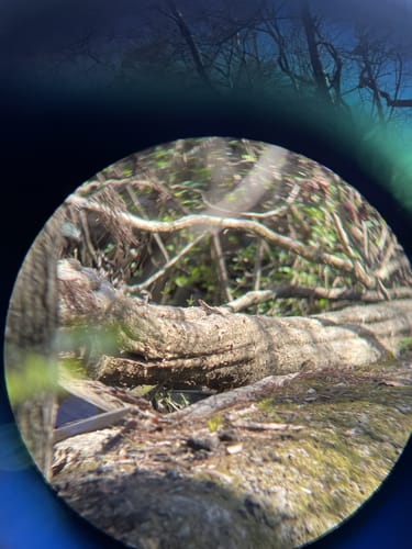 Best Hikes and Trails in Bluebonnet Swamp Nature Center | AllTrails