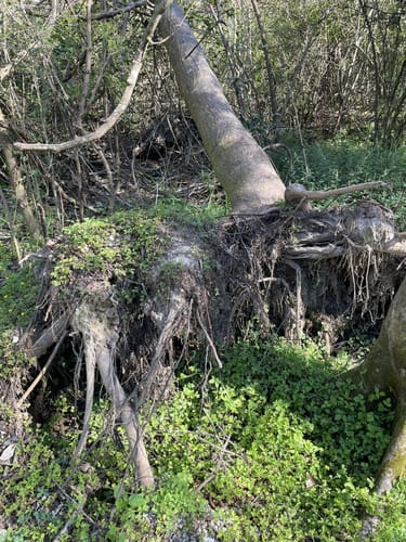 Best Hikes and Trails in Bluebonnet Swamp Nature Center | AllTrails