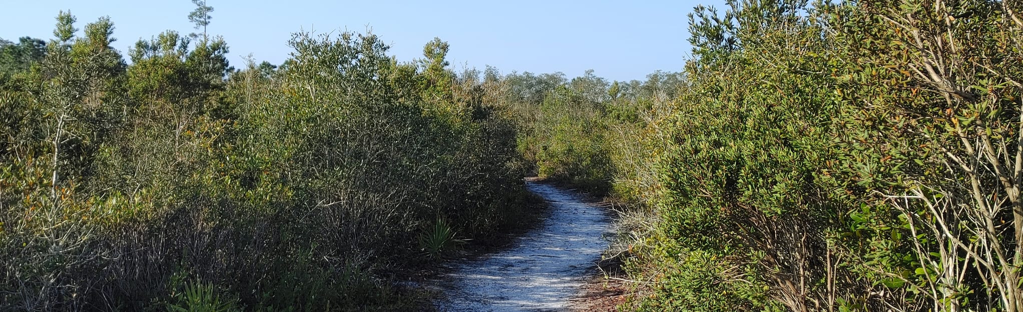 Rusty Lyonia Trail: 18 Reviews, Map - Florida | AllTrails