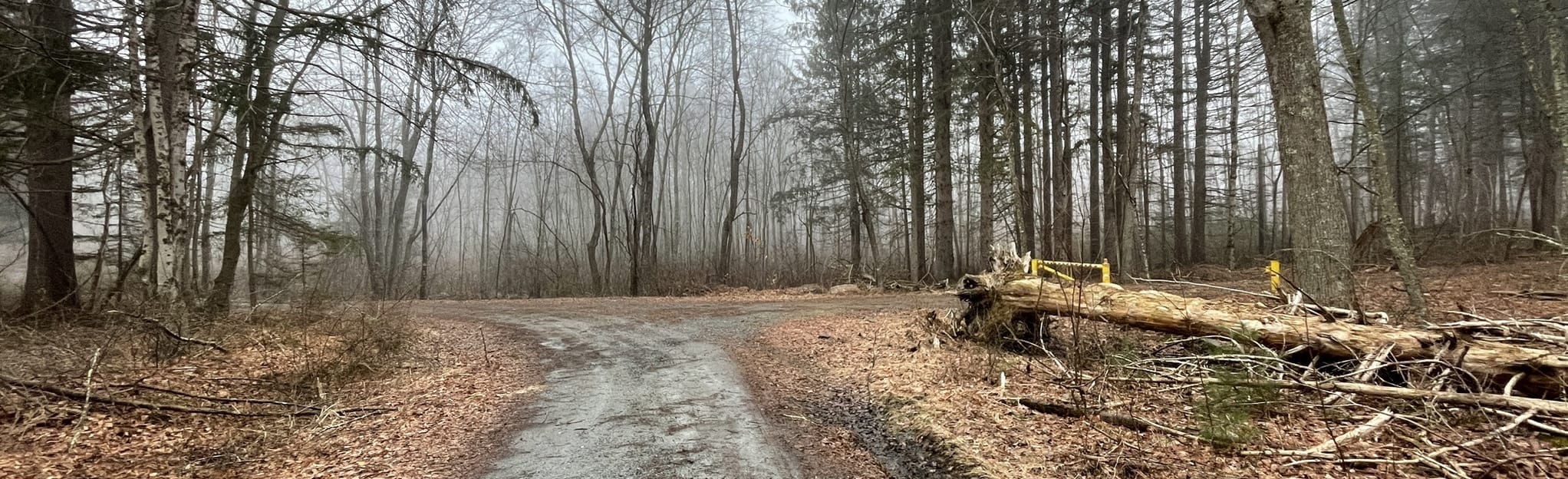 Nehantic State Forest Trail, Connecticut - 70 Reviews, Map | AllTrails