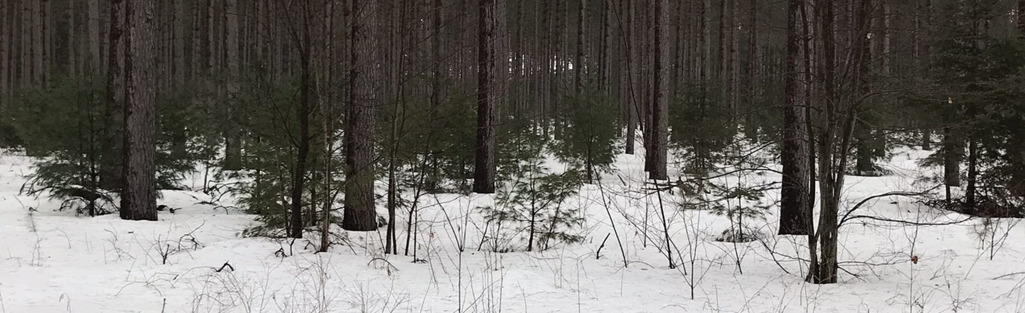 Flinton Pine Forest Loop: 23 Reviews, Map - Ontario, Canada | AllTrails