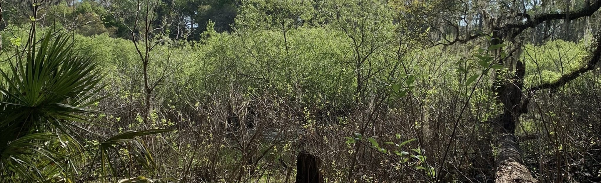 Chinsegut Big Pines Tract Longleaf Loop: 34 foto's - Florida | AllTrails