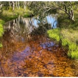 Cooloola Great Walk: Segment 1, Queensland, Australia - 156 Reviews ...