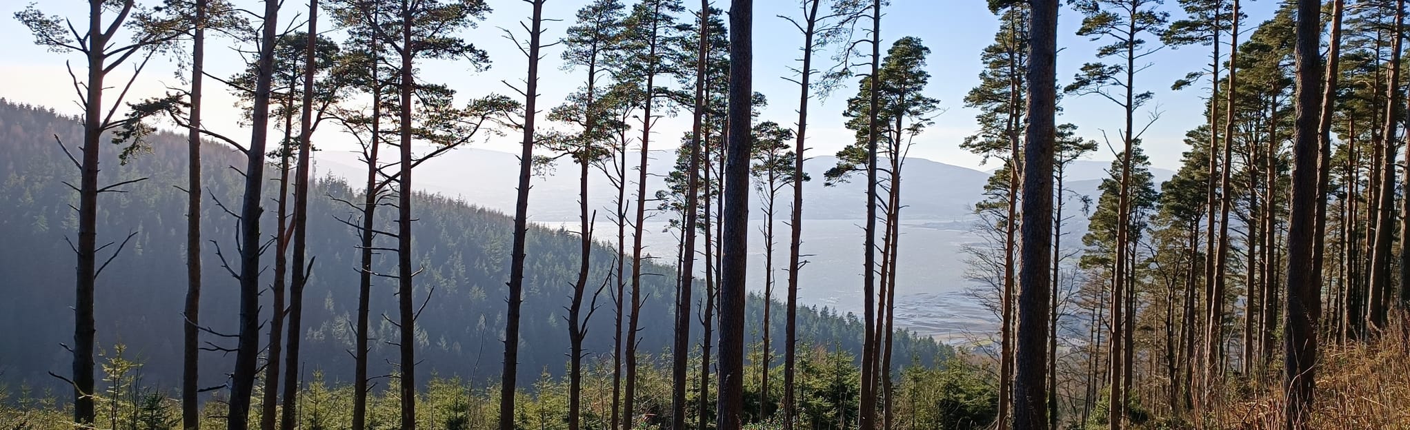 Rostrevor Forest and Slievebane Circular: 44 foto's - Newry, Mourne and ...
