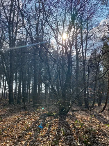 Best Hikes and Trails in Clipstone Forest | AllTrails