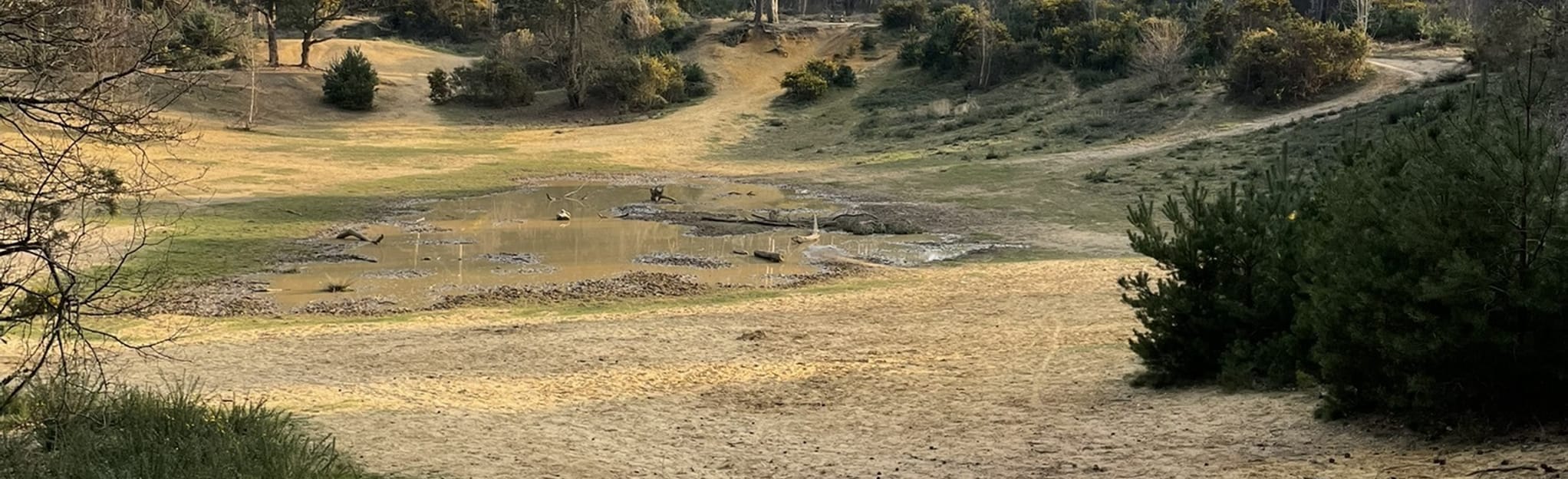 Oxshott Heath Circular: 174 Reviews, Map - Surrey, England | AllTrails